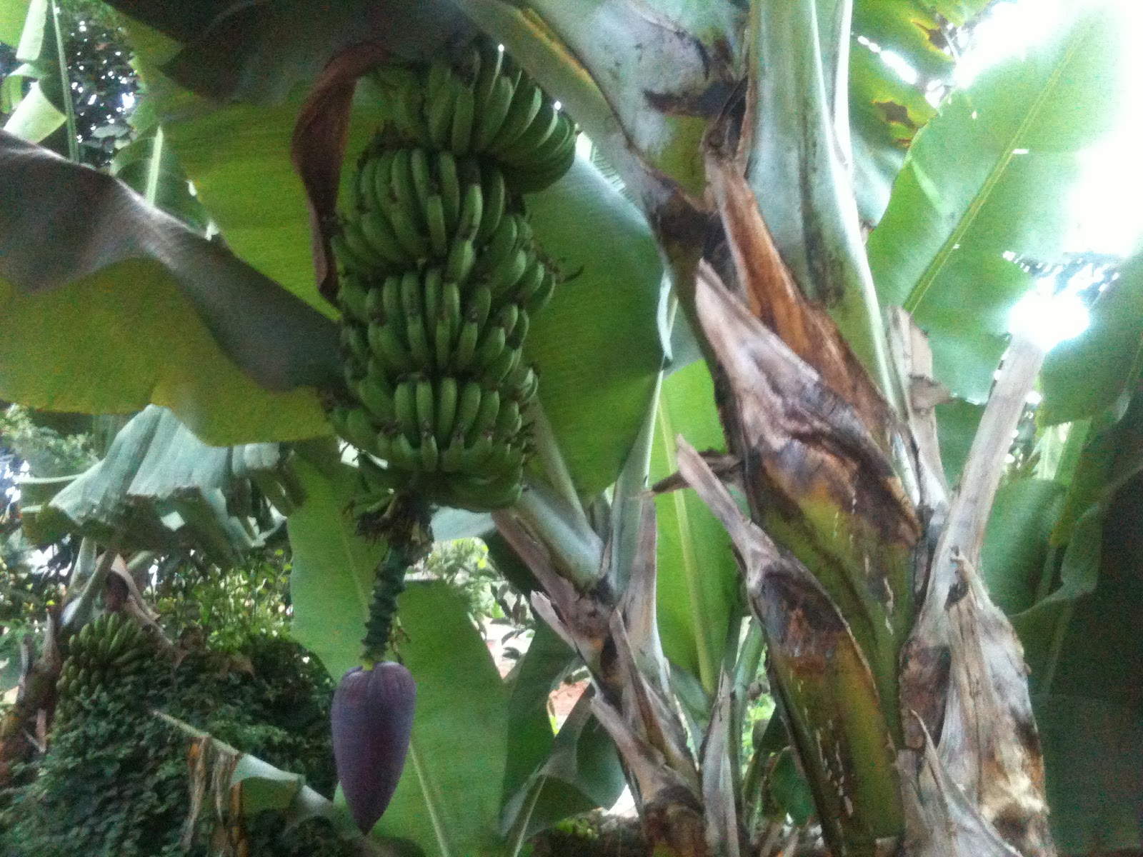 Scott eats Rwanda: Igitoki (Plantain)