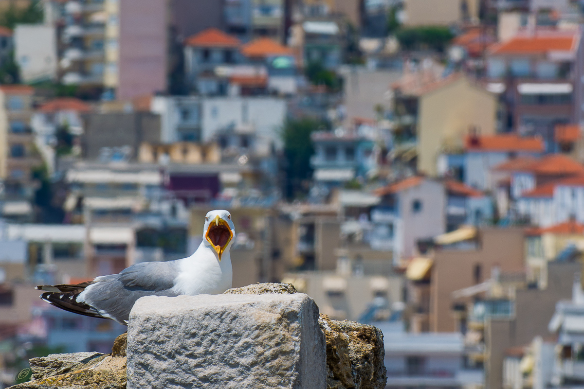 The World Through My Lens ...: Un pescarus cu ..... ciocu' mare