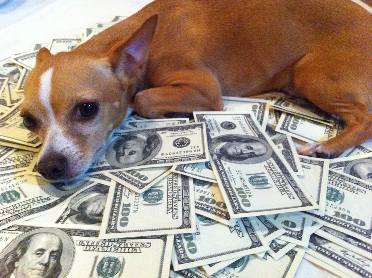 Gigabite - The Chihuahua: My chihuahua has more money than yours