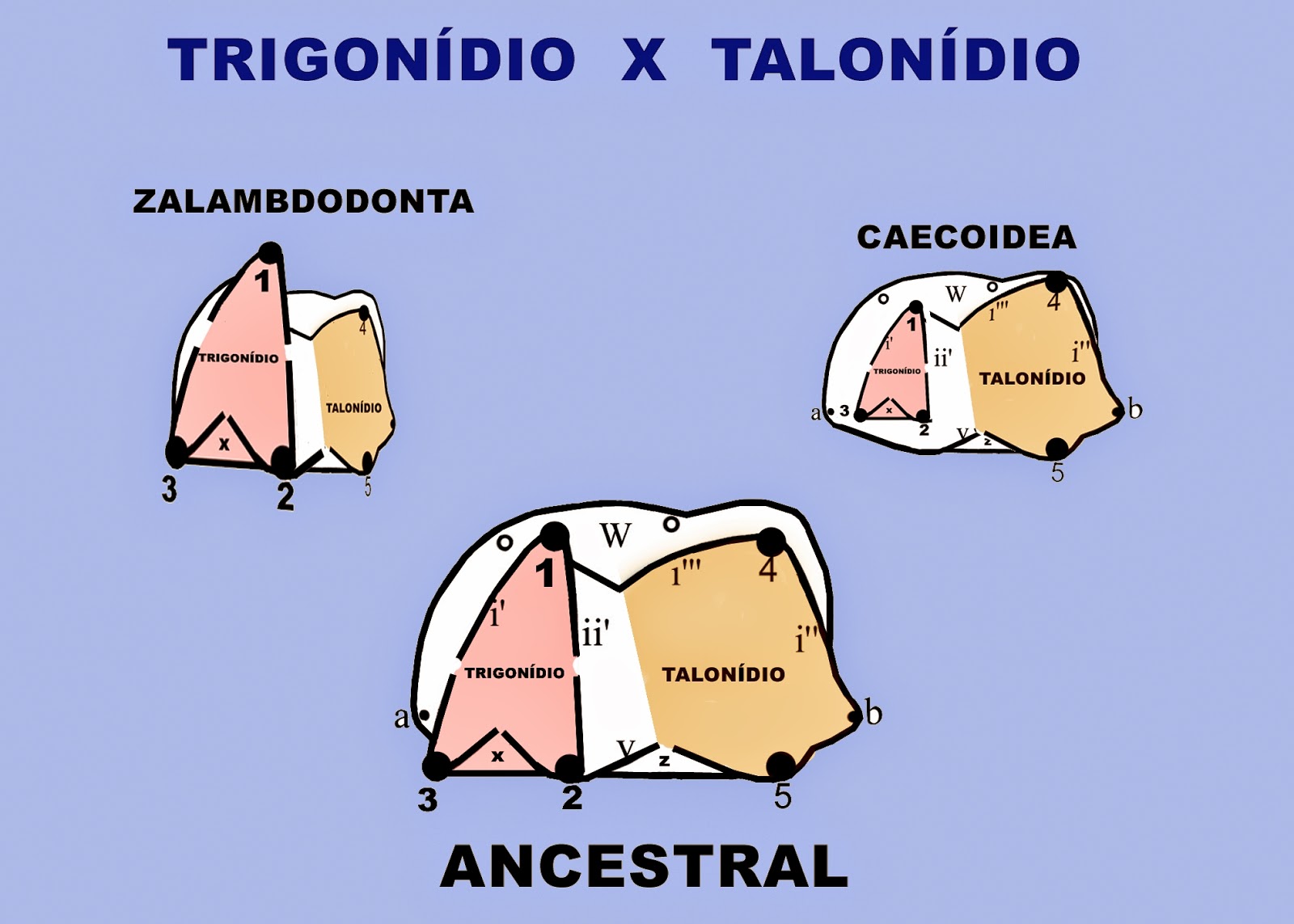 ARCANO Nelson Gomes - MAMMALIA...incluindo Monodelphis: MOLARES ...