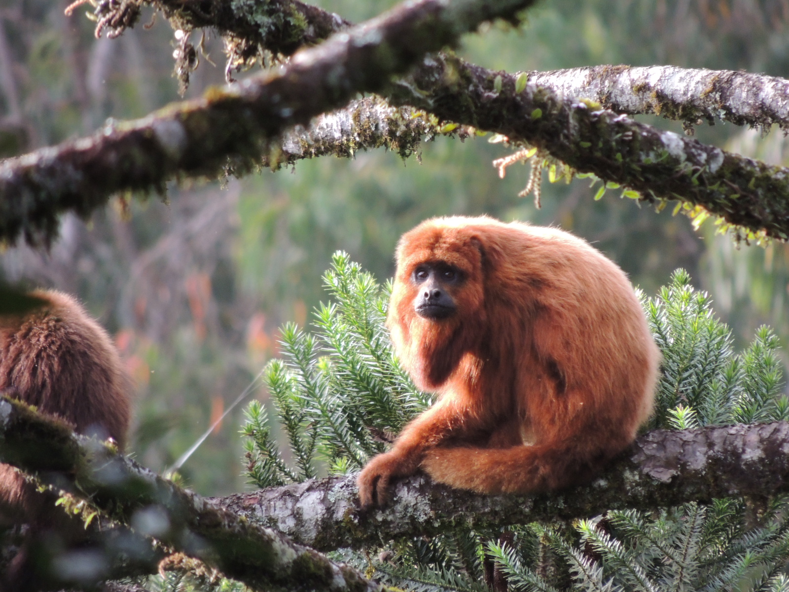 Blogando com Palavra e Arte: Bugiu espécie em risco de extinção