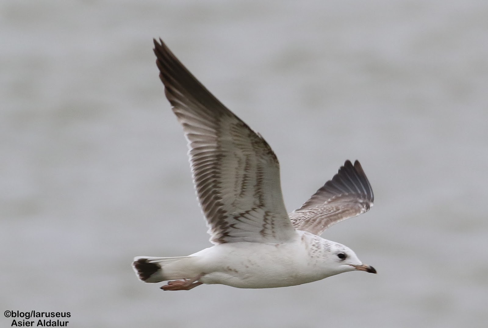 Larus.eus: (Larus Canus heinei) Common gull of Russian/Gaviota Cana ...