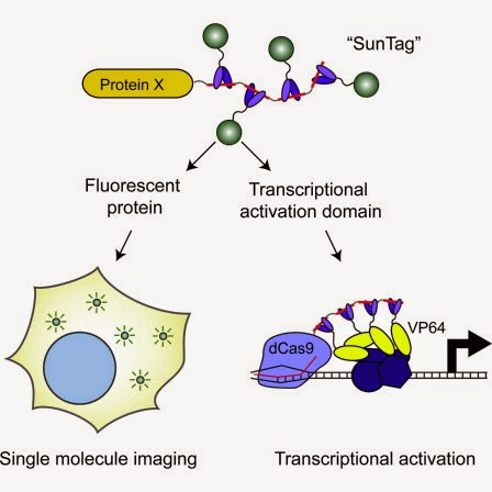 Actualités Scientifiques - Médicales: #SunTag #GFP #multimérisation # ...