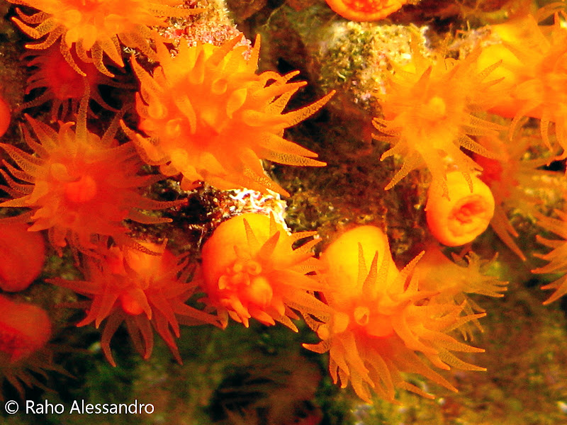 Necton e Plancton: Cnidari: Madrepora Arancione
