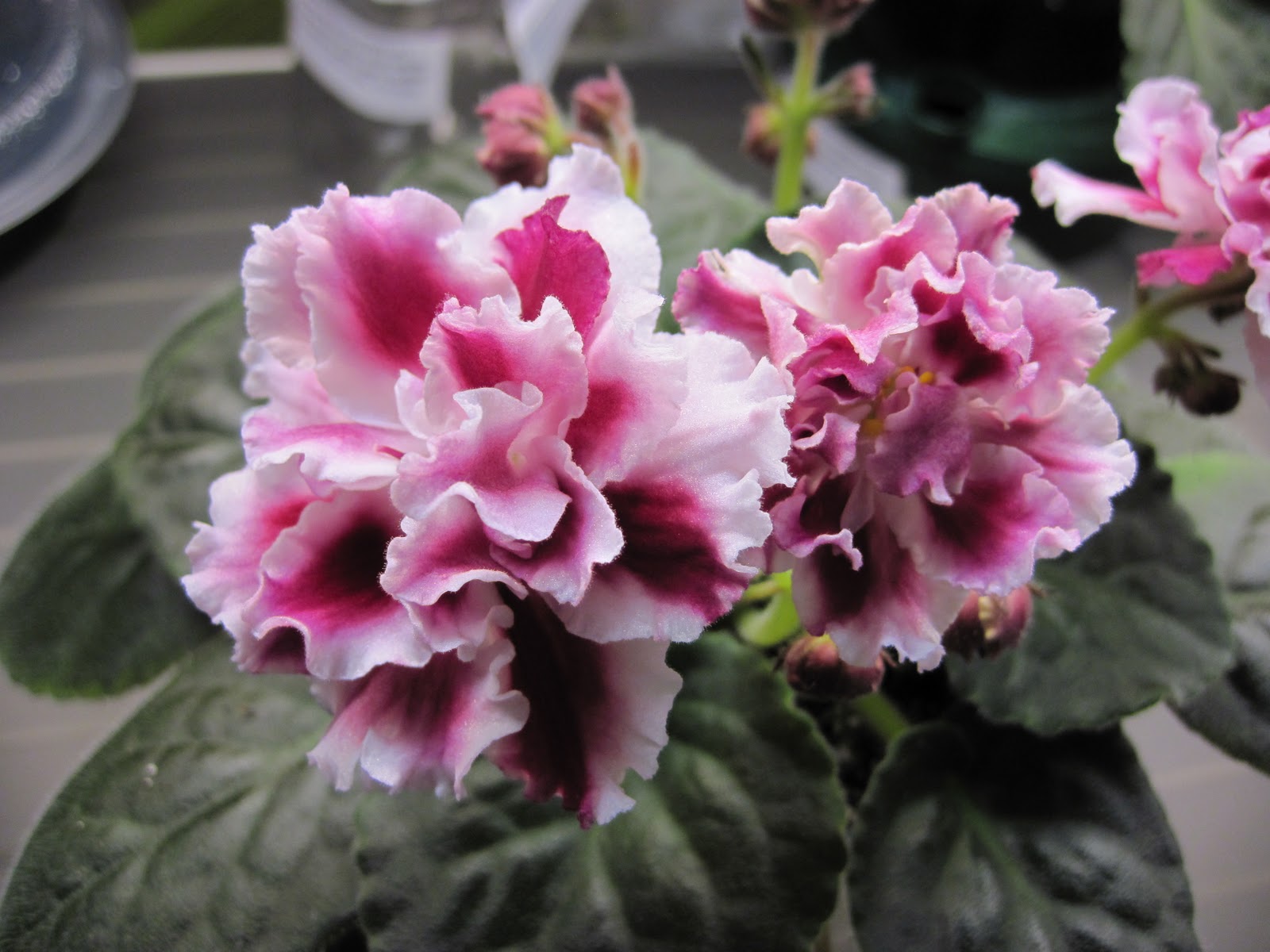 Violet Tiger: Some New Standard Violets