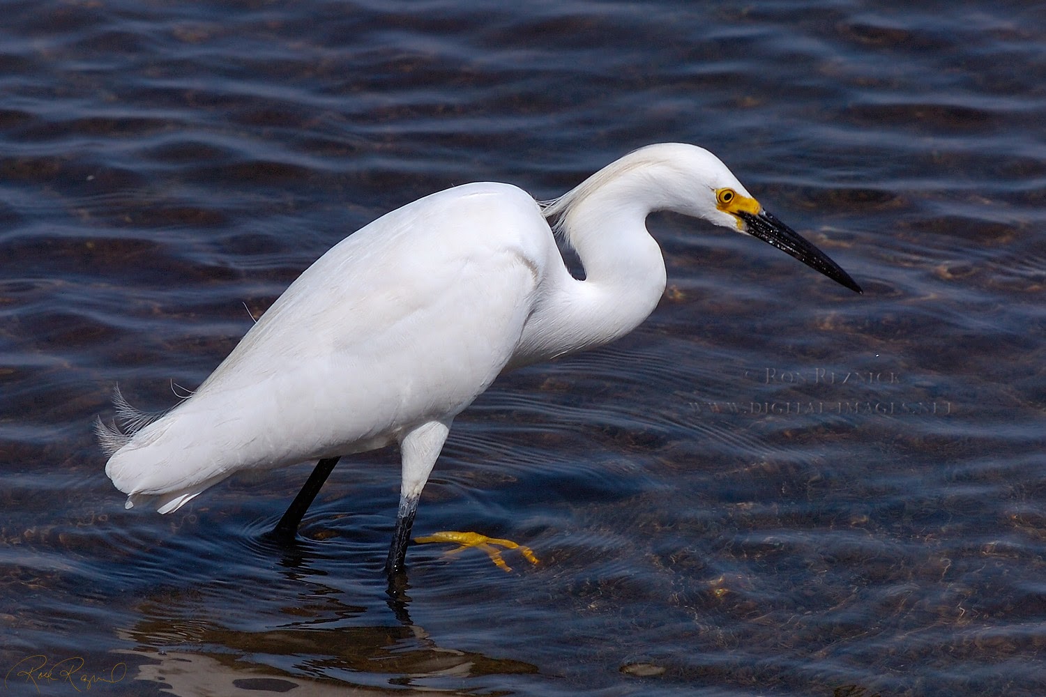 Foto Burung Bangau - Burung