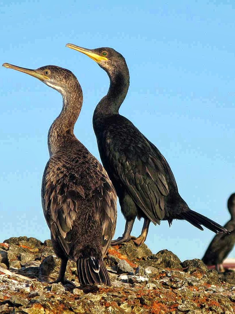 Taxonomía Chordata: Clase Aves Orden Sphenisciformes, Strigiformes ...