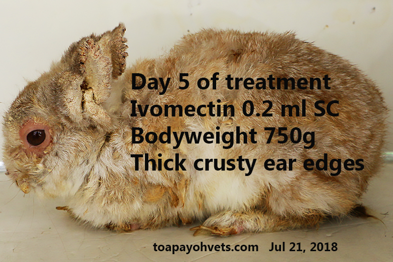 Be Kind To Pets, Vet case studies, Photography tips, Travel Stories ...