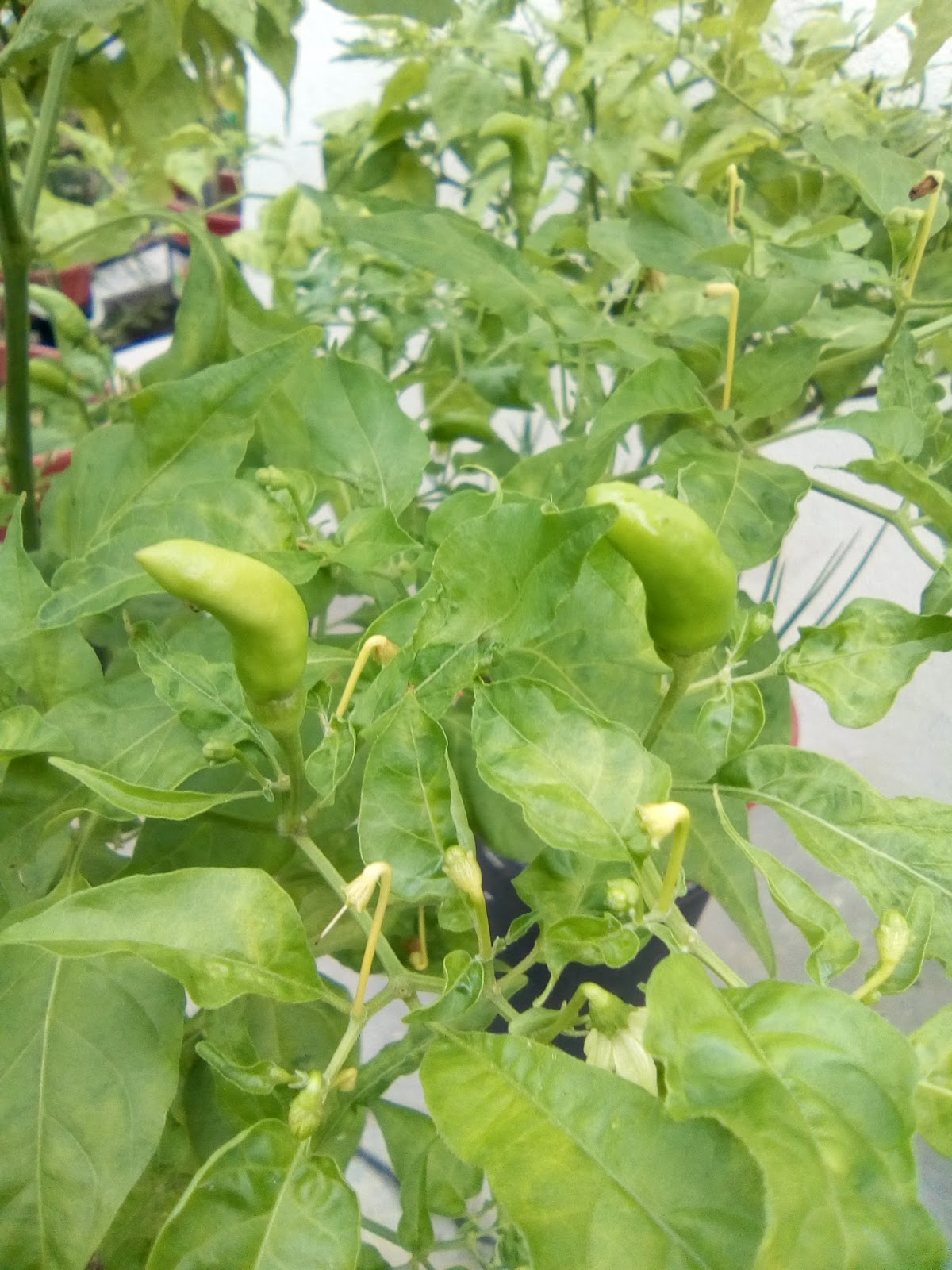 Jom Tanam Sayur ( JTS ) : Jenis-Jenis Cili Api di Kebun Tepi RumahJom ...