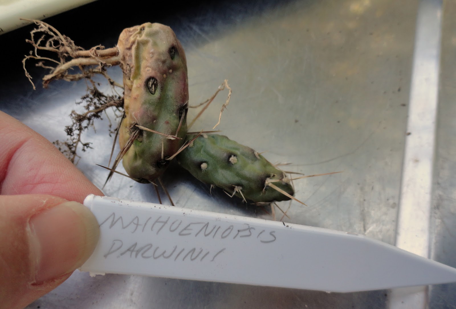 danger garden: Foliage Follow-up, new spikes!