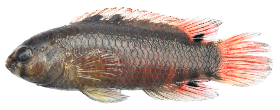 percomorpha: Badis singenensi sp. nov.