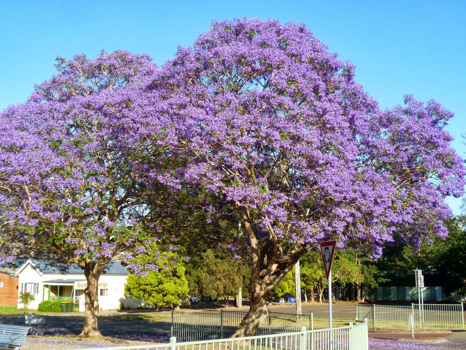 Witchwae Returns to Big Island: Jacaranda trees in full bloom