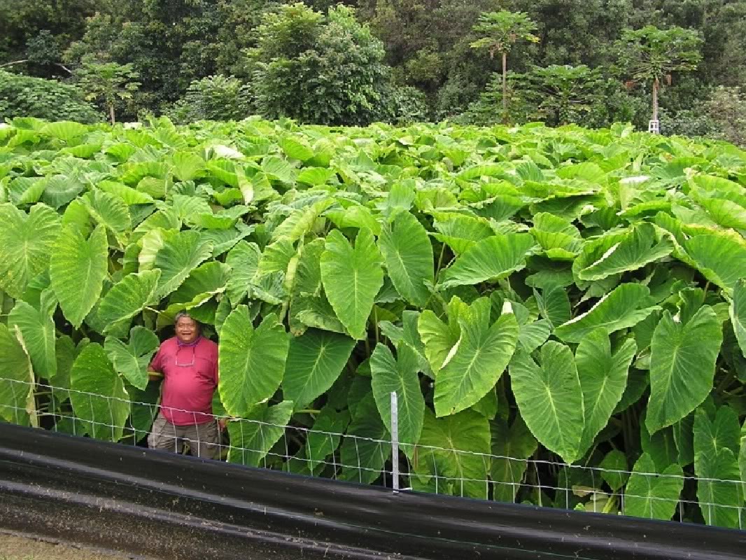 Aloha from Hawaii: The Sacred, Life sustaining Hawaiian plant ancestor ...