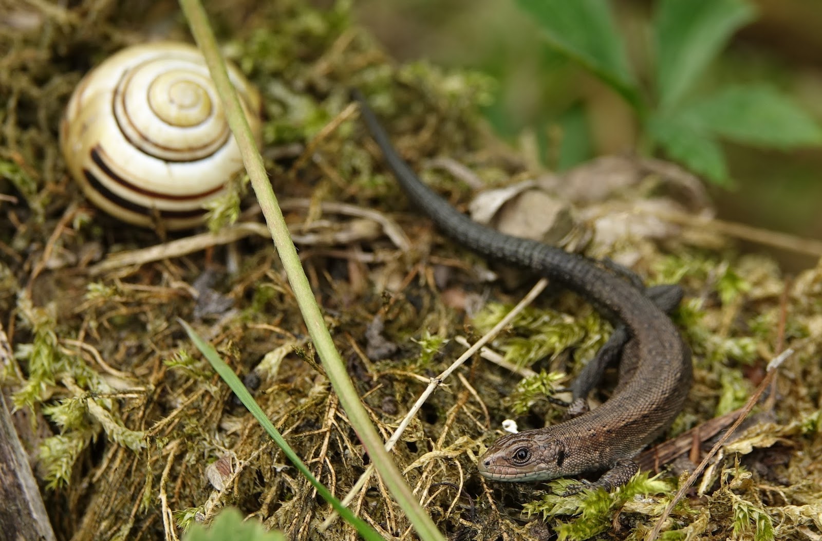 Het wel en wee van een familie levendbarende hagedissen.