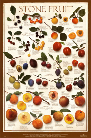 barefoot in the orchard: Friday's Photos - Stone Fruit