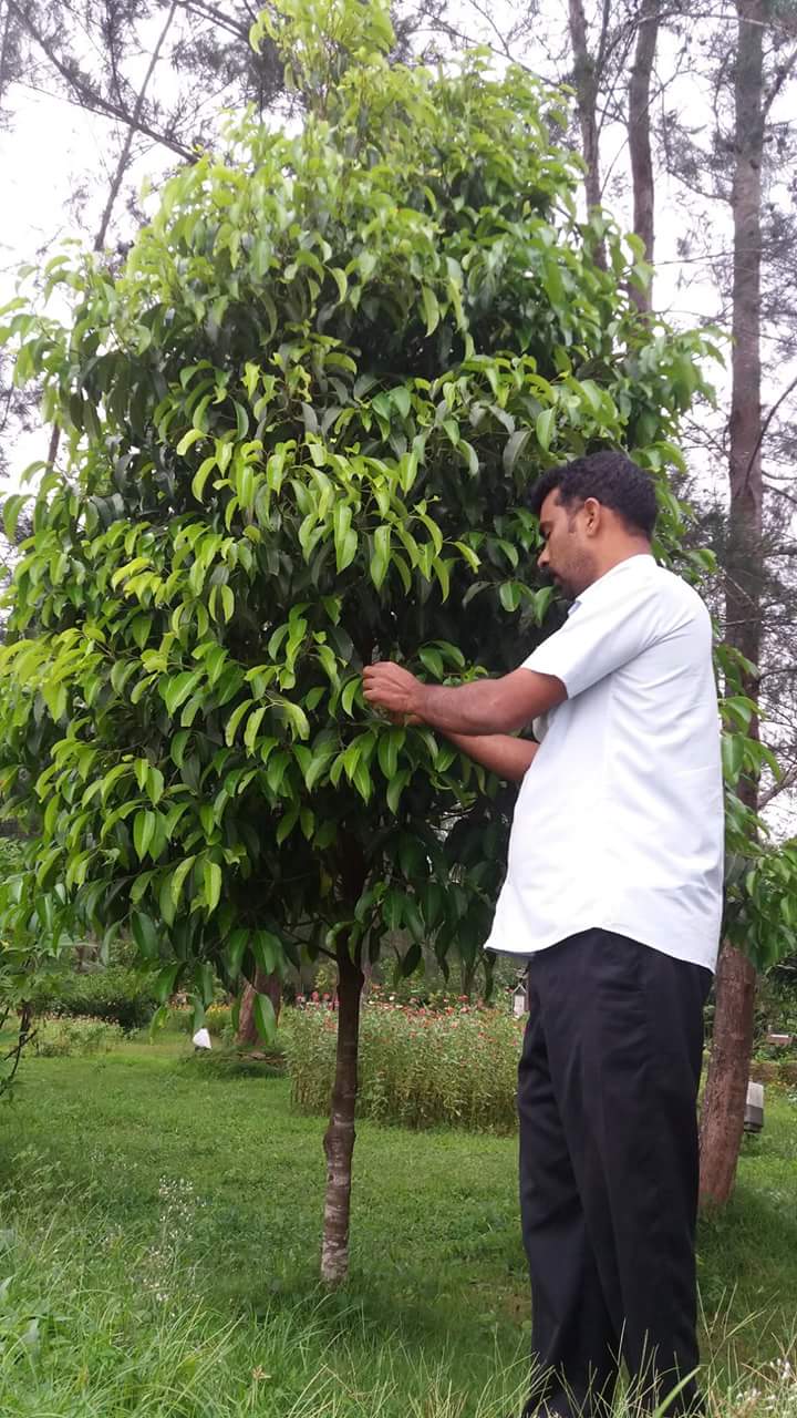 Anish nellickal: Elengi tree
