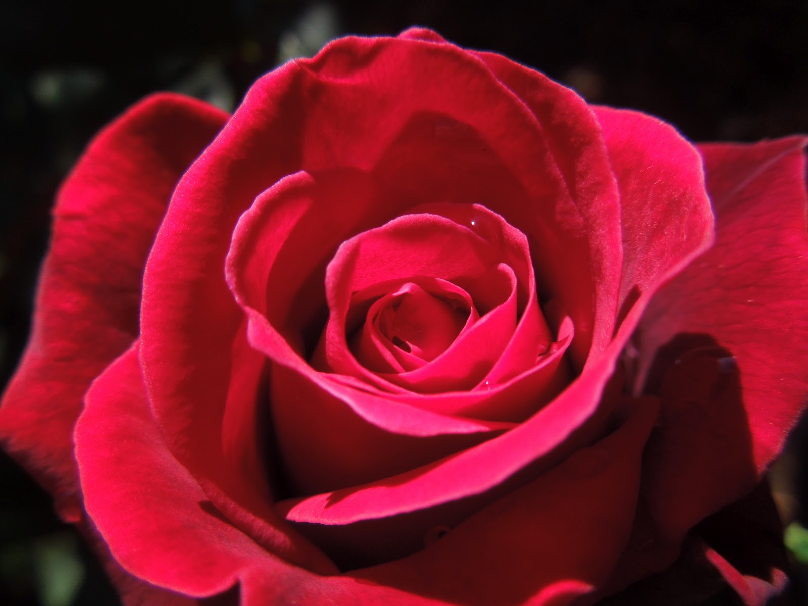 Rosas rojas - BOTÀNIC SERRAT