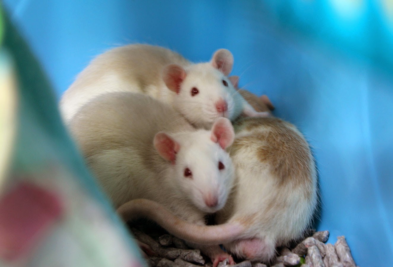 Ratropolis: What Every Rat Owner Should Know About High White and Megacolon