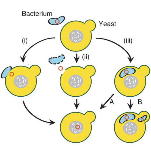 Mengenal Teknik-Teknik Transfer Gen ke dalam Sel. ~ Rumah Biotek
