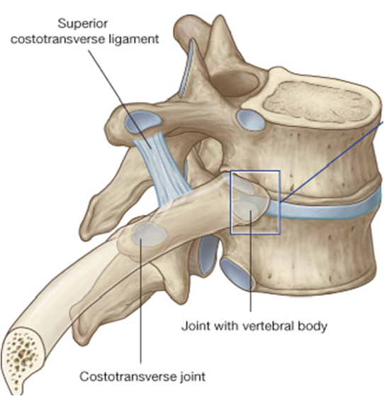 Docs Network: Regional anatomy of thorax
