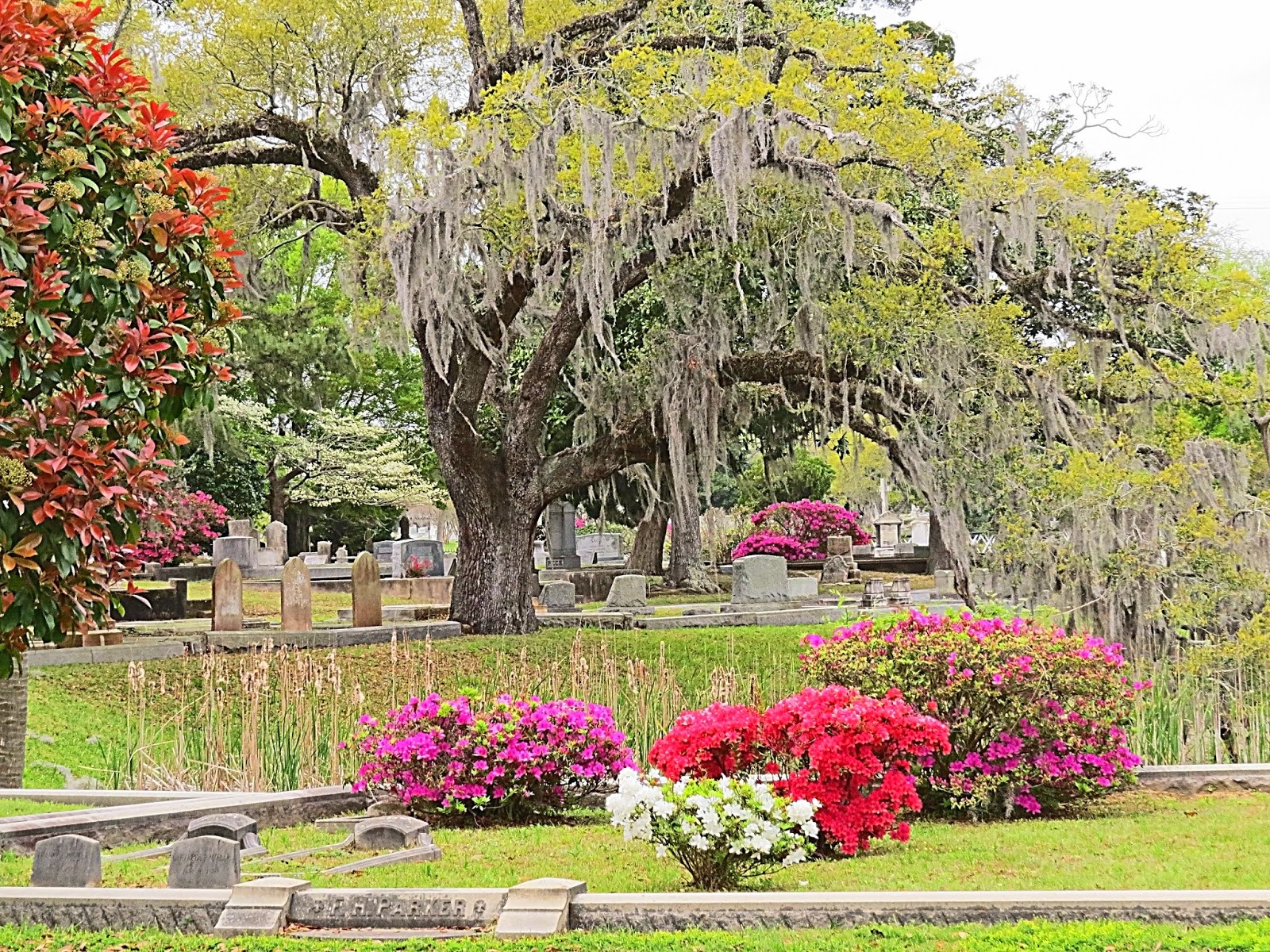 Magnolia Cemetery, Charleston, S.C.: WITH EASTER COMES GLORIOUS COLOR