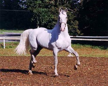 Floare de Colt : Lunea provocatoare - Natura in alb Miercurea fara ...