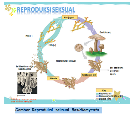 Klasifikasi jamur: Divisi Basidiomycota - BELAJAR BIOLOGI