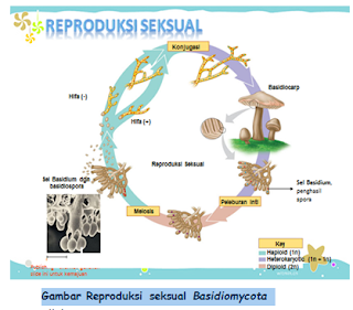 Klasifikasi jamur: Divisi Basidiomycota - BELAJAR BIOLOGI