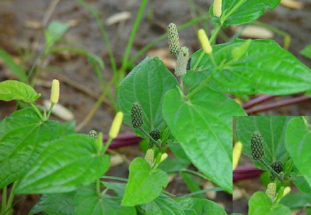 තිප්පිලි [Tippili] (Piper longum) ~ අපේ ඔසුපැළ Medicinal Plants of Sri ...