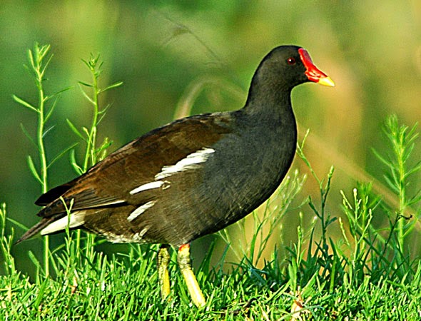 rincon de la naturalogica: La gallineta comú