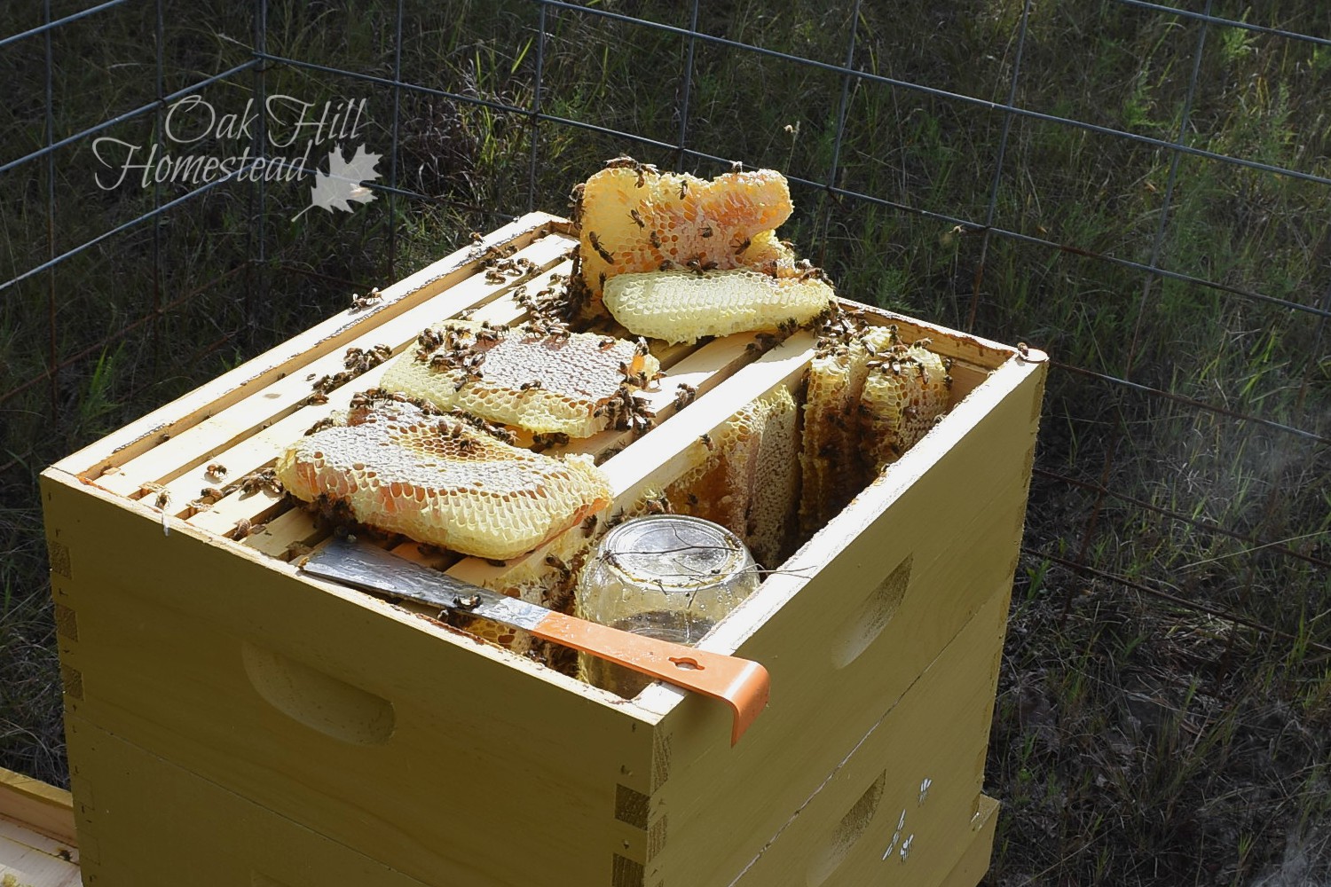 My Bees Went Crazy - How NOT to Feed Your Bees - Oak Hill Homestead