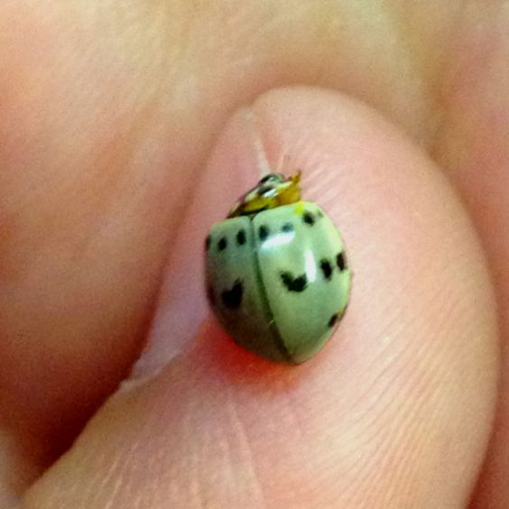 Imagenes- fotos de bichitos