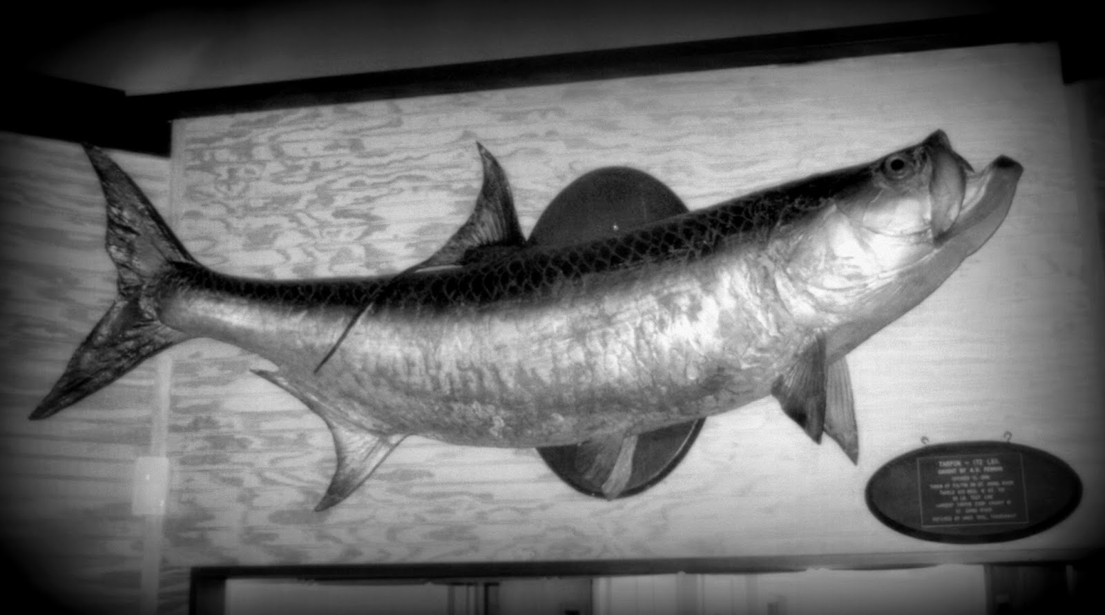 Beaches History: A.G. Penman's Record Tarpon