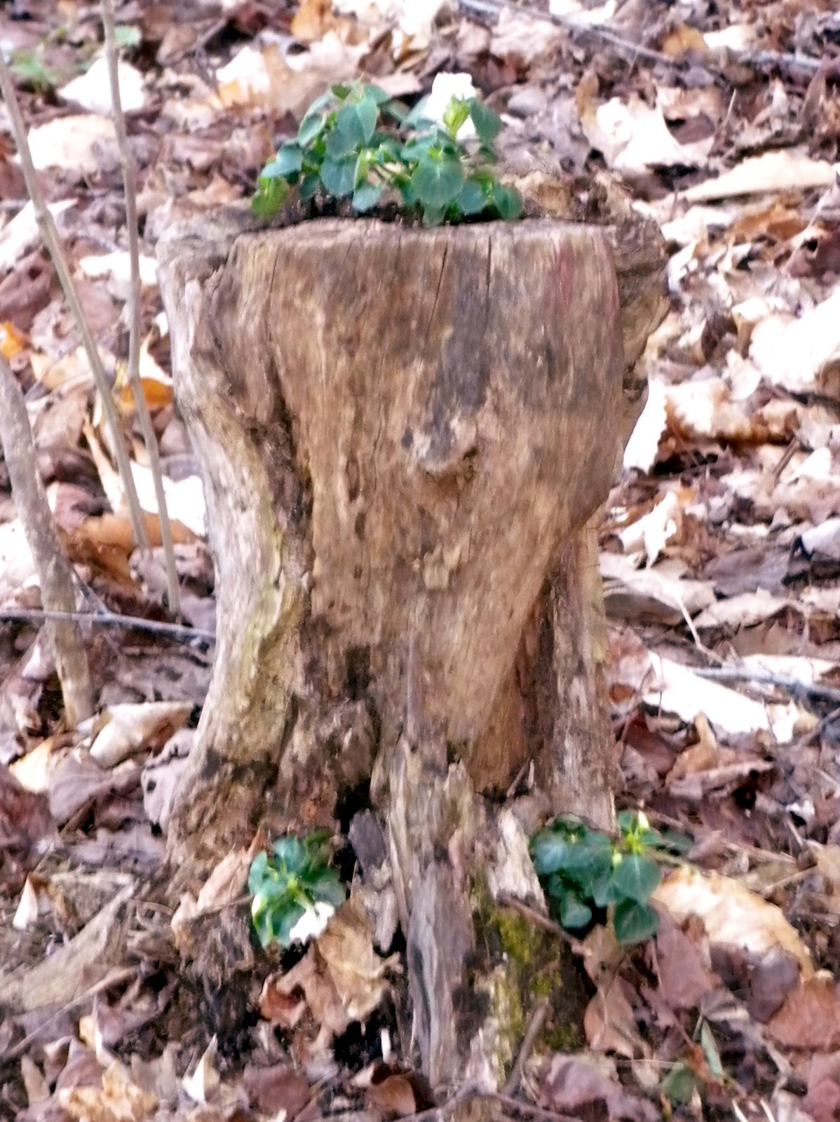 A Student Gardener: OLD STUMPS
