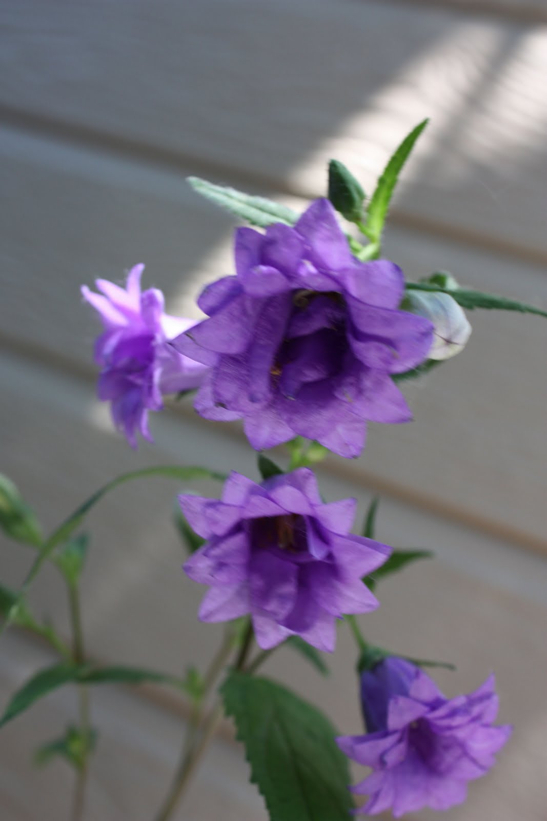 Boise Daily Photo Garden Shot: Purple Bell Flower