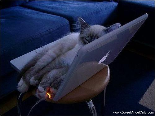 Funny Pictures-Cat on LapTop ~ Sweet Angel