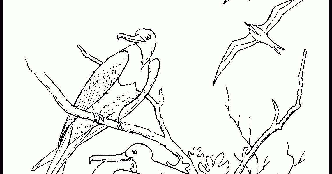 frigatebird coloring pages - jiahajava