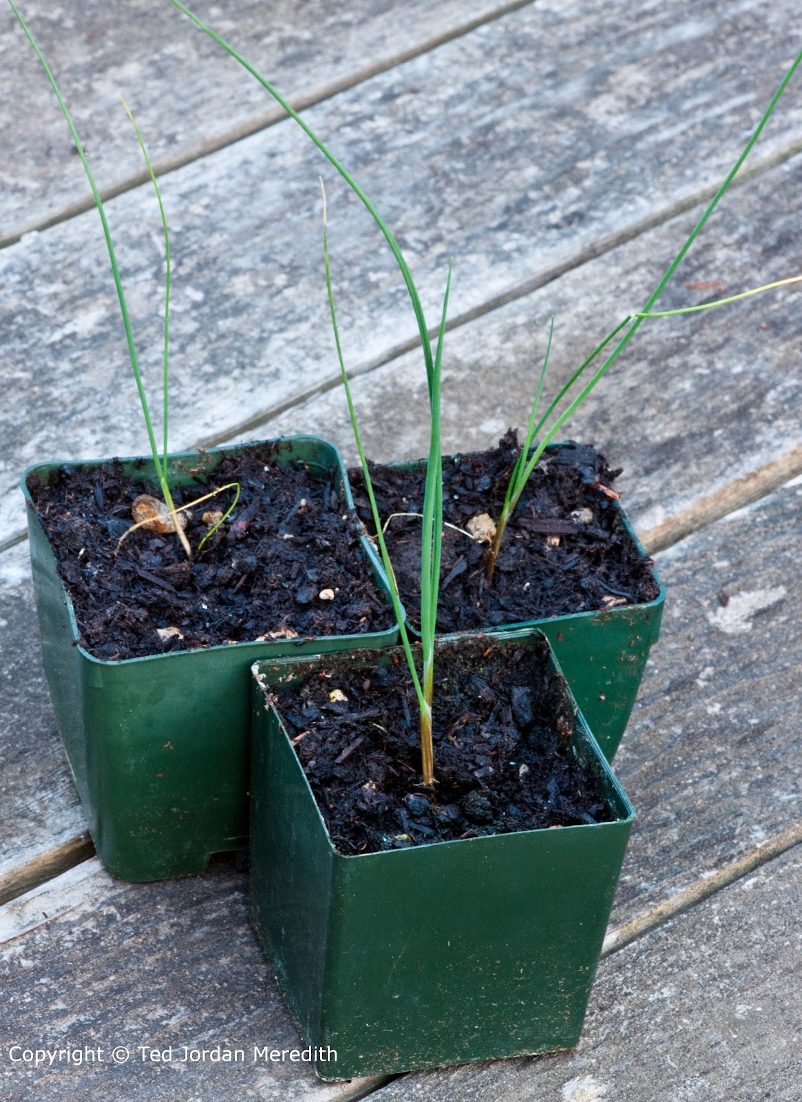 Garlic Analecta: Growing Garlic From True Seed