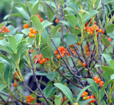 A Wandering Naturalist: New Zealand: Wild West