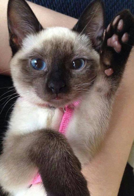 +20 Cute Siamese Cats and Kittens Pictures - Bayne Cats