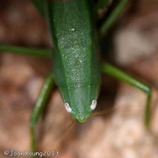 South African Photographs: Cone-headed Katydid (Raspolia Sp)