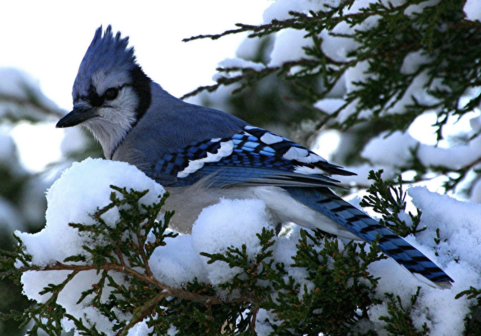 BLUE JAY BIRD photos - wallpapers (ανανεωμένο) | the fun bank