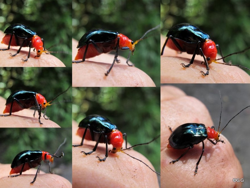 Nature Wonders Gershonized: Papua New Guinea collection of insects 9_2011