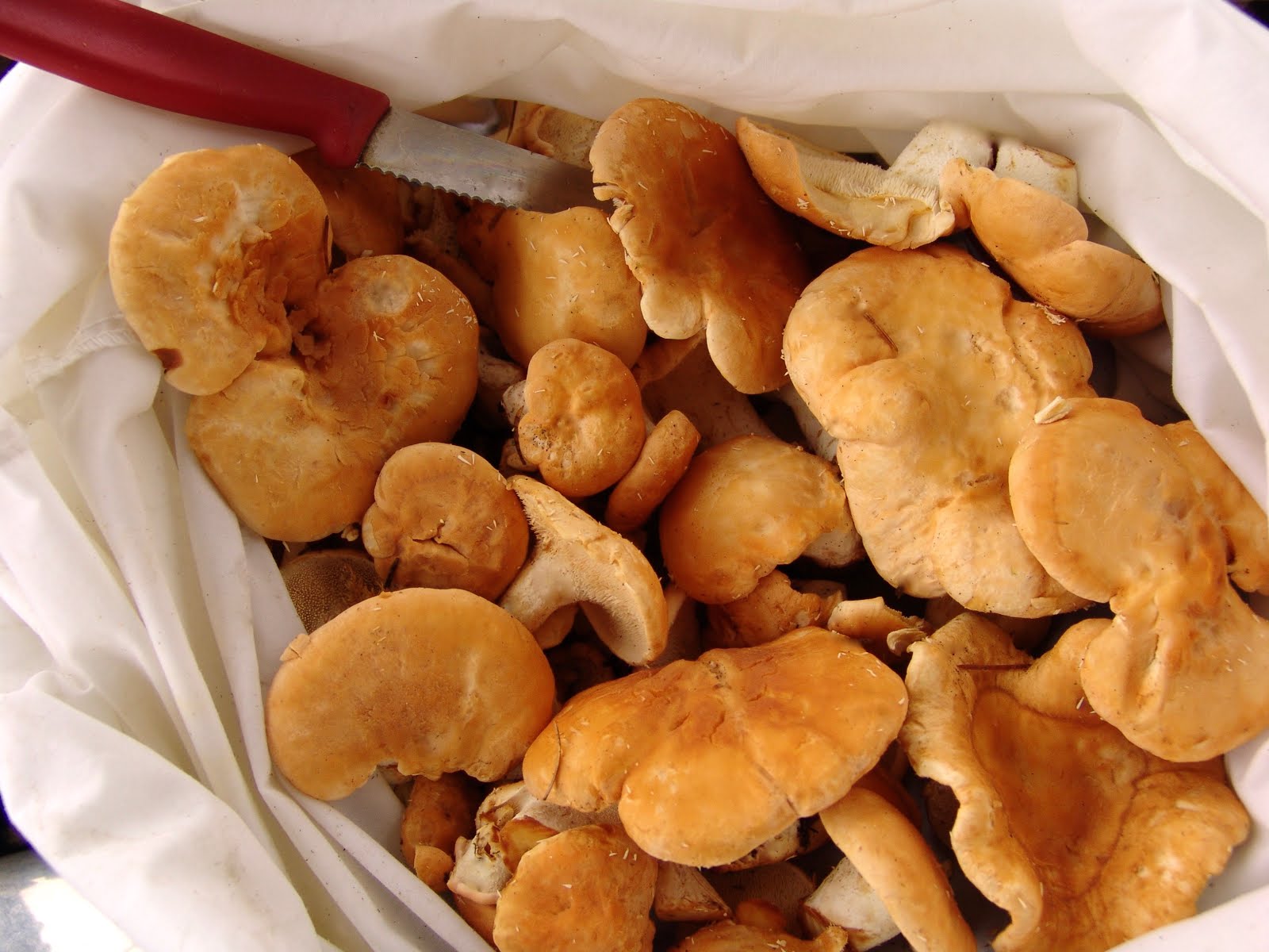 SITKAVORES: MUSHROOMS