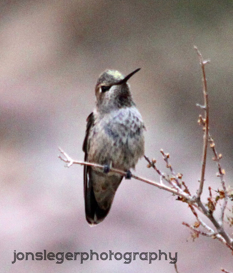 Northern Illinois Birder: Southwest Hummingbirds Part 2: Anna's and ...