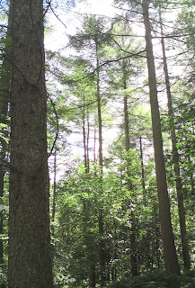 Theoretical Structural Archaeology