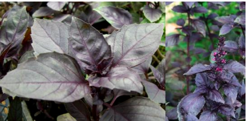 Kruiden en planten: Paarse Basilicum