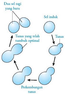 Oekoekpunya.blogspot.com: BTR 3: Mikro Fungi