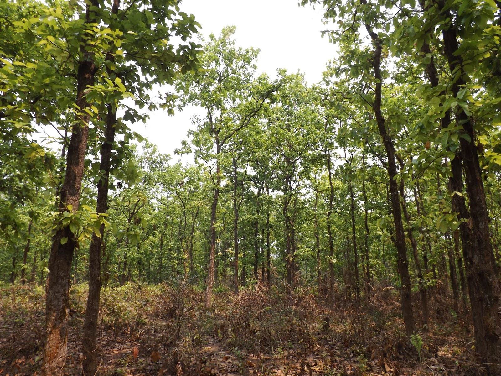 Shal or Sal, Shorea robusta