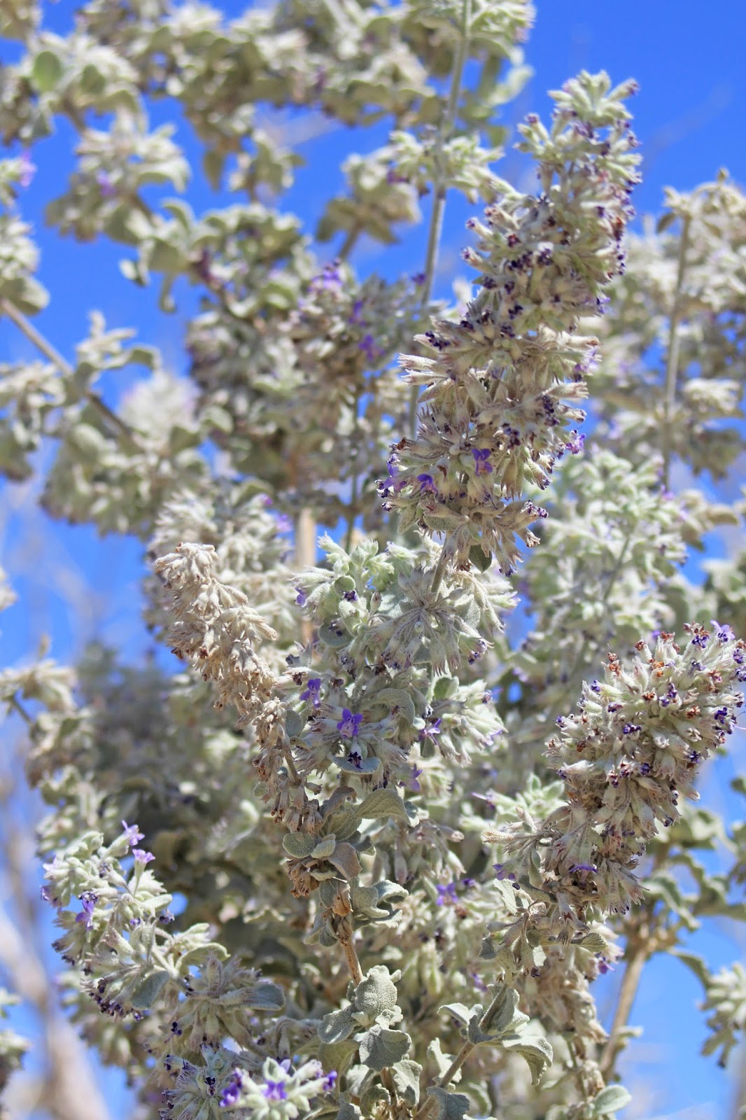 Camissonia's CA Native Plant Life List: Condea (formerly Hyptis) emoryi ...